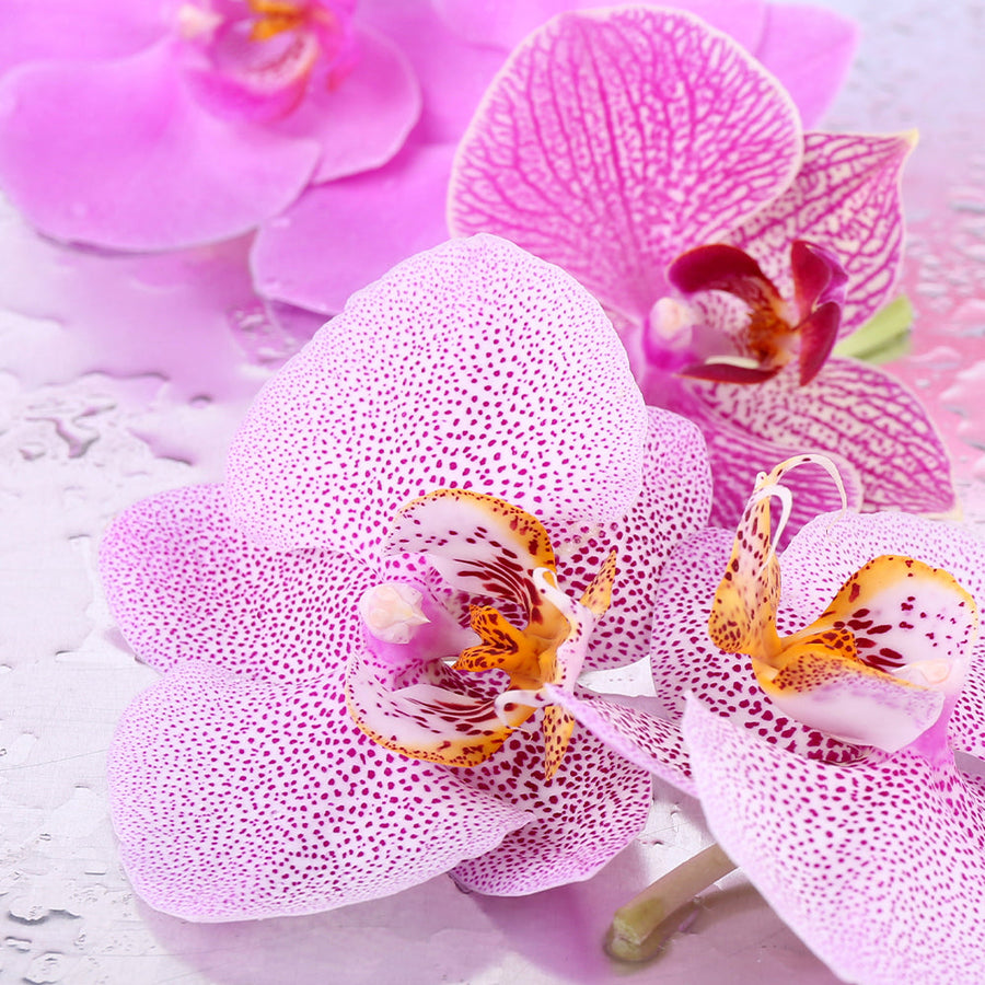 Fragrances – Capri Blue